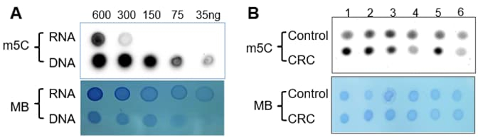 m5C (5-methylcytosine) Dot Blot Assay Kit_RayBiotech