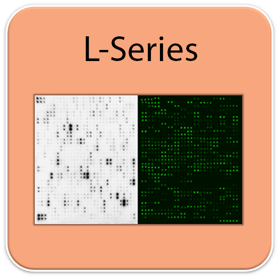 Human Cytokine Array C10(AAH-CYT-10)_RayBiotech