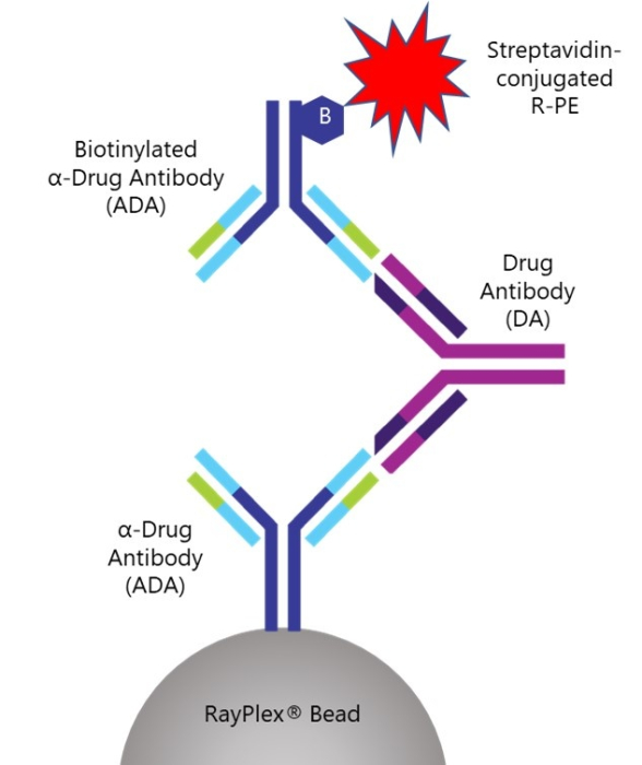 RayPlex Pembrolizumab (Keytruda®) Anti-Drug Antibody Assay(ADA ...
