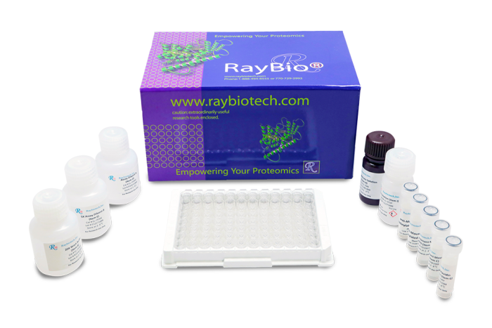 Human BMP-2 ELISA(ELH-BMP2)_RayBiotech