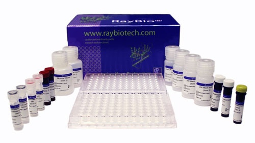 RayPlex Human T Helper Cell Cytokine Bead Array(FAH-TH-2)_RayBiotech