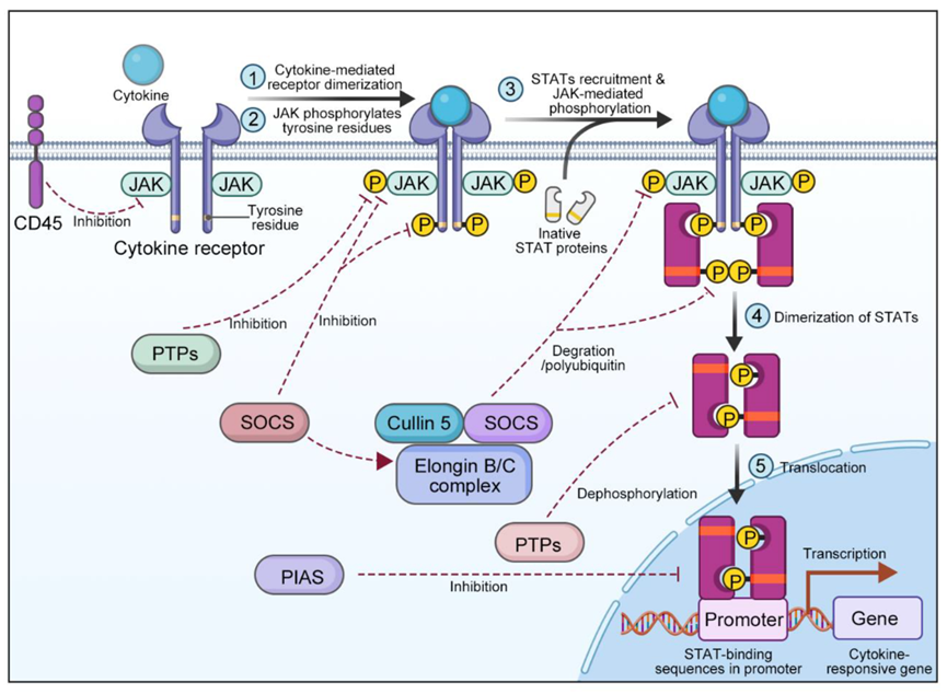 国自然免疫相关热门通路：JAK-STAT案例分析_RayBiotech