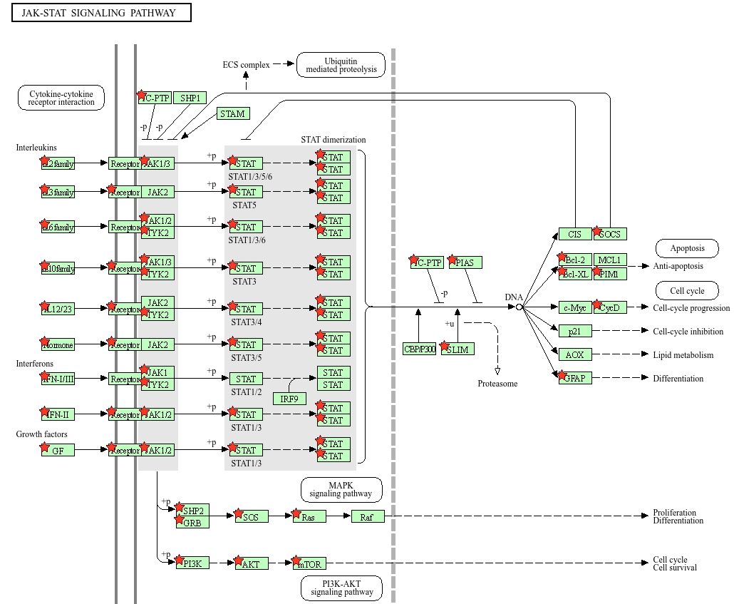 国自然免疫相关热门通路：JAK-STAT案例分析_RayBiotech
