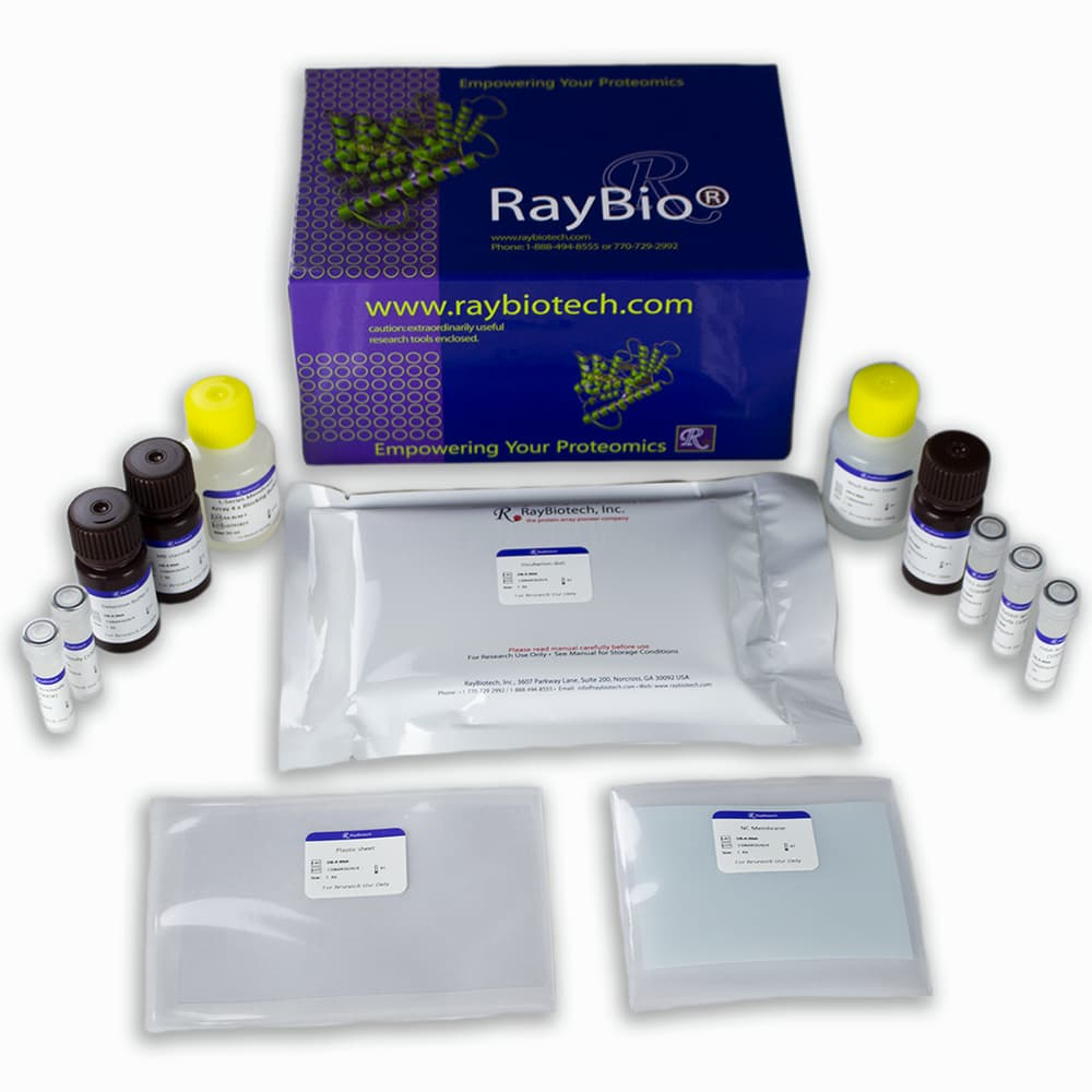 ac4C (N4-acetylcytidine) Dot Blot Kit_RayBiotech