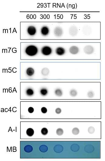 6-RNA Modification Dot Blot Combination Kit_RayBiotech