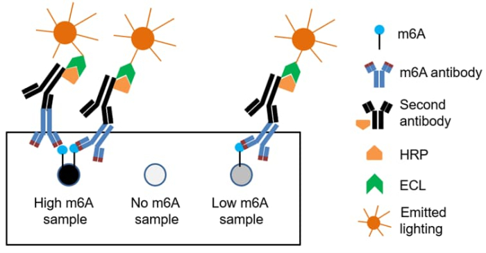 m6A (N6-methyladenosine) Dot Blot Assay Kit_RayBiotech