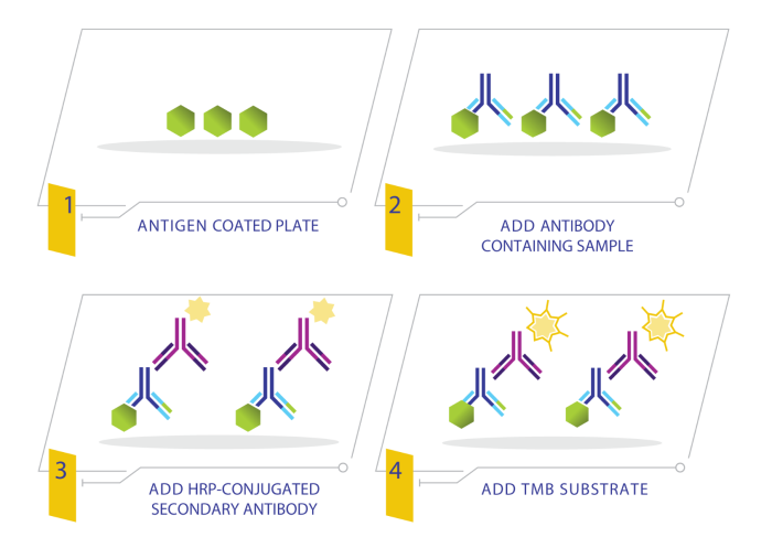 Measles Virus Native Protein Human IgG ELISA Kit_RayBiotech