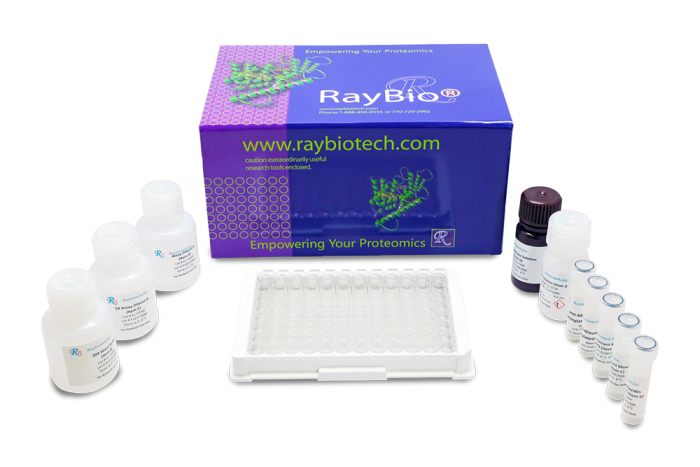 Human Cytokine Array C3(AAH-CYT-3)_RayBiotech